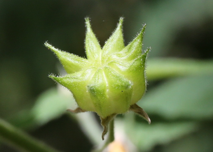 North Queensland Plants - Malvaceae